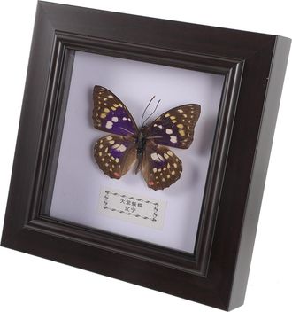 Yardwe Simuliertes Schmetterlingsexemplar Mit Holz Und Acryl Bilderrahmen, Wandh&auml;Ngeleexemplar F&uuml;R Wohnzimmer Und Haus Dekoration