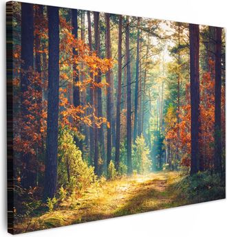MuchoWow © Leinwand Bilder 70x50 cm Wanddeko Wohnzimmer Aesthetic Room Decor Deko Zimmer Wandbilder Modern Fotogeschenke Wald - Sonne - Natur - Herbst