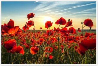 Posterlounge Mohn am Abend Poster von Steffen Gierok 150 x 100 cm Rot Wandbilder Wanddeko