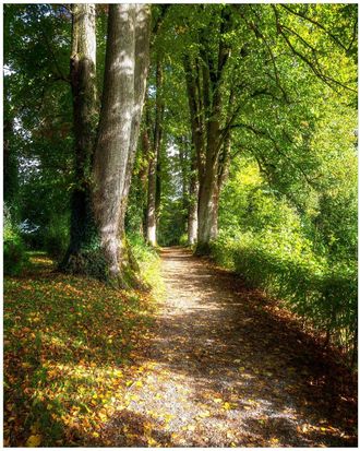 Wallario Poster - Weg im Sonnenlicht in Premiumqualit&auml;t, Gr&ouml;&szlig;e: 40 x 50 cm