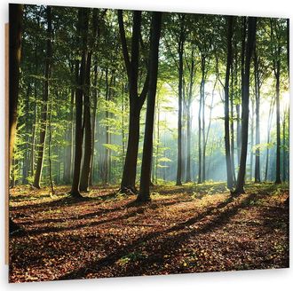 Feeby Wanddeko Wald Bäume Sonnenstrahlen 60x60 cm Kunst modern Bilder Blätter Natur Grün