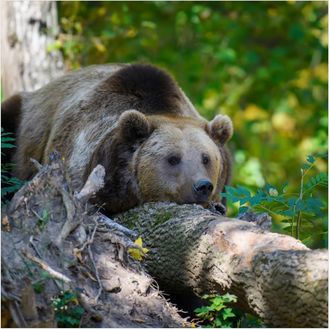 Wallario Sticker/Aufkleber f&uuml;r K&uuml;hlschrank/Geschirrsp&uuml;ler/K&uuml;chenschr&auml;nke, Selbstklebende Folie - 60 x 60 cm, Motiv: B&auml;r im Wald