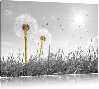 Pixxprint Pusteblumen auf Wiese B&W, Größe: 120x80cm, Leinwandbild, fertig gespannt, Wandbild, Dekoration, Kunstdruck, kein Poster