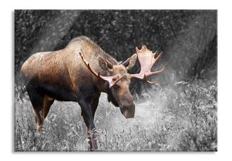 Pixxprint Glasbild, Wandbild aus Echtglas, pr&auml;chtiger Elch auf Wiese, 60x40 cm, inkl. Aufh&auml;ngung und Abstandshalter