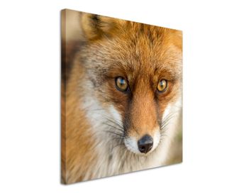 Paul Sinus Art Quadratische Fotoleinwand 90x90cm Tierfotografie - Roter europäischer Fuchs auf Leinwand exklusives Wandbild moderne Fotografie für ihre Wand in viele