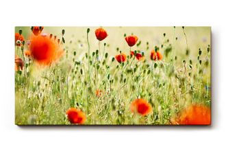 Paul Sinus Art Sinus Art Wandbild 100x50cm Rote Mohnblumen im weichen Gegenlicht - luftig, lebendig und romantisch