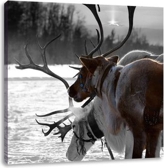 Pixxprint Rentiere im Schnee schwarz, weiß, Größe: 60x60, Leinwandbild Quadratisch, Wandbild, Kunstdruck, fertig bespannt