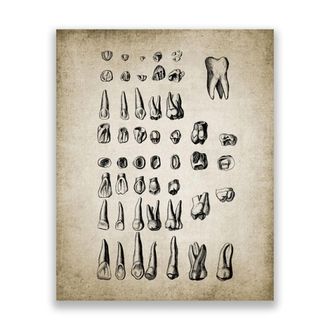 Generic Vintage Menschliche Z&auml;hne Medizinische Poster Zahnklinik Wandkunst Dekor Menschliche Zahn Anatomie P&auml;dagogische Drucke Leinwand Malerei Bild Ungerahmt