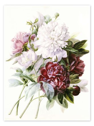 Posterlounge Pfingstrosen Poster von Pierre Joseph Redout&eacute; 13 x 18 cm Wei&szlig; Wandbilder Wanddeko