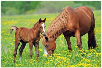 Wallario selbstklebendes Poster - Pferde auf der Koppel, Aufkleber in Premiumqualität, Klebefolie Größe: 100 x 150 cm XXL-Poster