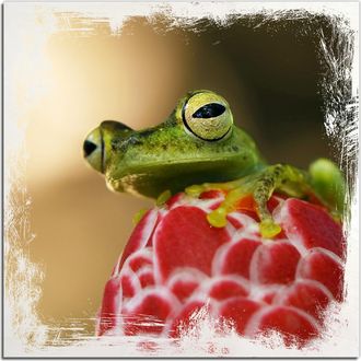 Wallario Wandbild aus Holz Frosch sitzt auf Einer Knospe - 40 x 40 cm in Premium-Qualität: Brillante Farben