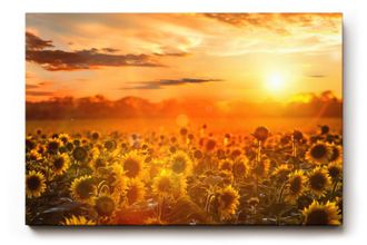 Paul Sinus Art Sinus Art Wandbild 90x60cm Feld voller Sonnenblumen im goldenen Licht eines spektakul&auml;ren Sonnenuntergangs