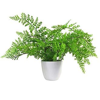 Leaf Künstlicher Farn in Topf, 30 cm, Royal Fern