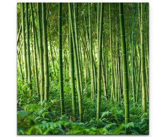 Paul Sinus Art Leinwandbilder | Bilder Leinwand 90x90cm grüner Bambuswald