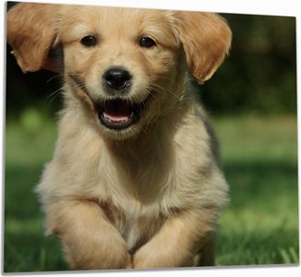 Wallario Herdabdeckplatte/Spritzschutz aus Glas, 1-teilig, 60x52cm, für Ceran- und Induktionsherde, Süßer Hund - Golden Retriever