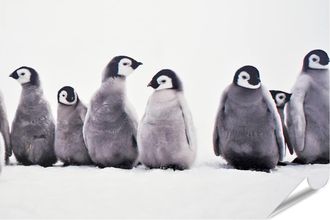 Islandburner XXL Bild Poster Junge Pinguine Baby Junge Pinguine Baby Eissonne Premium Bilder Fotodruck