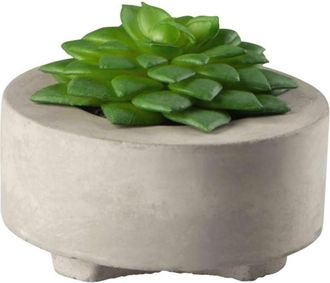 ASA Sukkulente II, grYn D. 8,5 cm, im grauen Betontopf 66241444