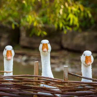 Wallario Glasplatte, Schutzplatte 55 x 55 cm - geeignet f&uuml;r IKEA Lack Tisch, f&uuml;r Beistelltisch/Couchtisch, Neugierige G&auml;nse am Zaun