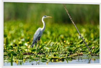 artboxONE Poster mit wei&szlig;em Rahmen 60x40 cm Natur Graureiher im Donaudelta - Bild reiher fischreiher graureiher