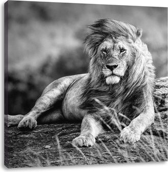 Pixxprint M&auml;chtiger Tiger auf Felsen in Savanne, Monochrome, Gr&ouml;&szlig;e: 40x40 cm, Leinwandbild Quadratisch, Wandbild, Kunstdruck, fertig bespannt