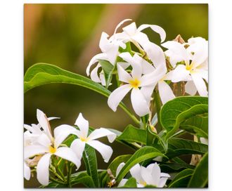 Paul Sinus Art Wei&szlig;e Blume mit gelben Akzenten Leinwandbild quadratisch 60x60cm