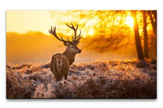 Paul Sinus Art Bilder XXL Hirsch im Wald 120x70cm Wandbild auf Leinwand