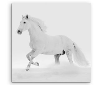 Paul Sinus Art Sinus Art Wandbild quadratisch 60x60cm Tierfotografie - Wei&szlig;es Pferd im Schnee