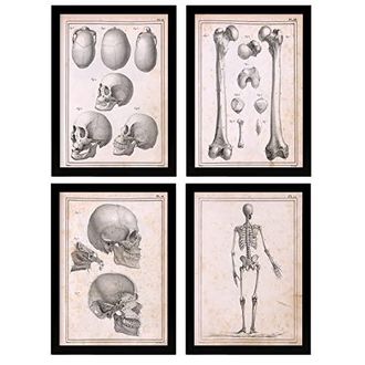 Nacnic Ensemble de 4 affiches danatomie humaine. Squelette et cr&acirc;ne. Illustrations de biologie et de m&eacute;decine dans un style vintage. Conception et d&eacute;coration