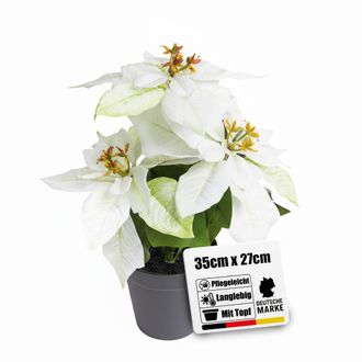 Botanic-Haus k&uuml;nstliche Poinsettia (Weihnachtsstern) creme-wei&szlig; mit 3 Bl&uuml;ten im schwarzen Kunststofftopf, H&ouml;he ca. 35 cm - die Kunstblume Poinsettie sorgt zwischen