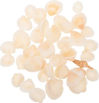 NUOBESTY Selbstgemacht Nat&uuml;rliche Wei&szlig;e Muscheln Satz Kleine Glatte Austernschalen aus Echtem Muschelmaterial Handgefertigte Meer Dekoration f&uuml;r Heimdekor Bast