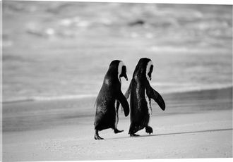 Posterlounge Pinguine gehen Hand in Hand Acrylglasbild von Stuart Westmorland 100 x 70 cm Schwarz-Wei&szlig; Wandbilder Wanddeko