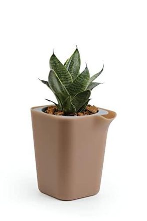 Qualy Qualy Oasis Square Blumentopf Viereckig mit Selbstbew&auml;sserungssystem in der Farbe Braun, Gr&ouml;&szlig;e: S, QL10305-BN-GY