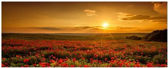 Wallario selbstklebendes Poster - Mohnblumenwiese bei Sonnenuntergang am Abend, Aufkleber in Premiumqualit&auml;t, Klebefolie Gr&ouml;&szlig;e: 50 x 125 cm