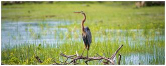 Wallario Glasbild Graureiher am Wasser - 50 x 125 cm Wandbilder Glas in Premium-Qualit&auml;t: Brillante Farben, freischwebende Optik