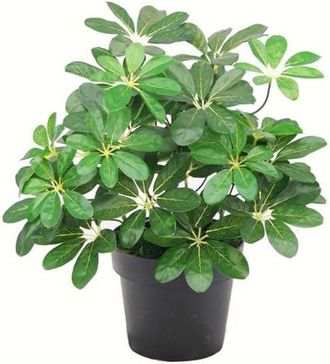 Leaf Künstliche Arboricola, immergrüne Pflanze