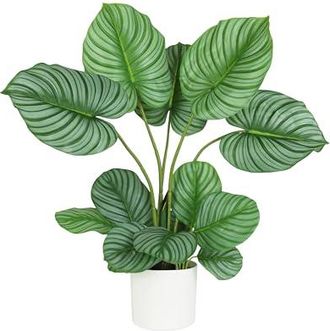 Ligne D&eacute;co Plante Verte calathea Artificiel 75cm