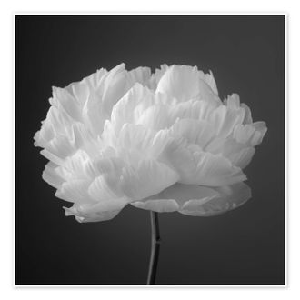 Posterlounge Pfingstrose s/w I Poster von Assaf Frank 20 x 20 cm Schwarz-Weiß Wandbilder Wanddeko