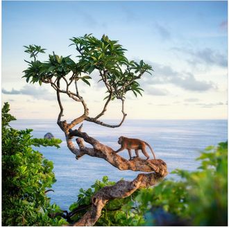 Wallario Sticker/Aufkleber f&uuml;r K&uuml;hlschrank/Geschirrsp&uuml;ler/K&uuml;chenschr&auml;nke, Selbstklebende Folie - 60 x 60 cm, Motiv: AFFE auf Baum