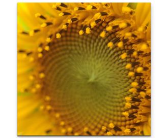 Paul Sinus Art Leinwandbilder | Bilder Leinwand 60x60cm Sonnenblume