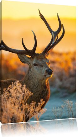 Pixxprint Stolzer Hirsch auf Wiese, Größe: 120x80cm, Leinwandbild, fertig gespannt, Wandbild, Dekoration, Kunstdruck, kein Poster