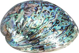 BESPORTBLE Nat&uuml;rliche Polierte Abalone-Schale zum Verschmieren Reinigen von Weihrauch Der Den Duft nach Hause Verbrennt