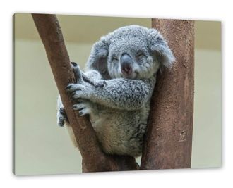 Pixxprint Schlafender Koala im Baum, Gr&ouml;&szlig;e: 60x40cm, Leinwandbild, fertig gespannt, Wandbild, Dekoration, Kunstdruck, kein Poster