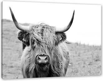 Pixxprint Highlandrind frontal in Schwarz-Weiss, Monochrome, Größe: 60x40cm, Leinwandbild, fertig gespannt, Wandbild, Dekoration, Kunstdruck, kein Poster