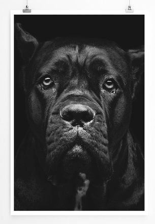 Paul Sinus Art Sinus Art Kunst und Deko Poster - Tierfotografie - Portr&auml;t Einer schwarzen Cane Corso- Fotodruck in gestochen scharfer Qualit&auml;t
