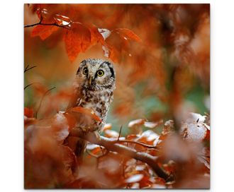 Paul Sinus Art Leinwandbilder | Bilder Leinwand 90x90cm Eule im Wald