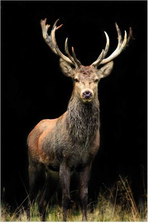 Wallario Poster - Stattlicher Rothirsch in Premiumqualit&auml;t, Gr&ouml;&szlig;e: 61 x 91,5 cm (Maxiposter)