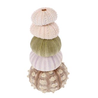 Holibanna HIAKDOFT 5 Stück Natürliche Seeigelschalen Blumentöpfe aus Muschelmaterial Kleine Luftdurchlässige Pflanzenhalter Wasserfreundliche Aquarium Dekoratio