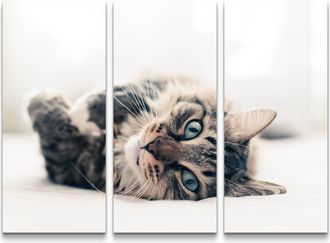 Paul Sinus Art Leinwandbilder | Bilder Leinwand 130x90cm graue Katze im Bett