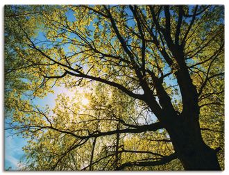 Artland Wanddeko Leinwand Bilder Wandbild 80 x 60 cm B&auml;ume Foto Gr&uuml;n B6UT Fr&uuml;hling Sonne Baumkrone Eiche
