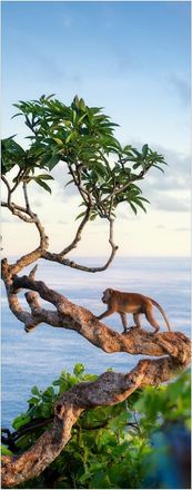 Wallario Glasbild AFFE auf Baum - 50 x 125 cm Wandbilder Glas in Premium-Qualit&auml;t: Brillante Farben, freischwebende Optik